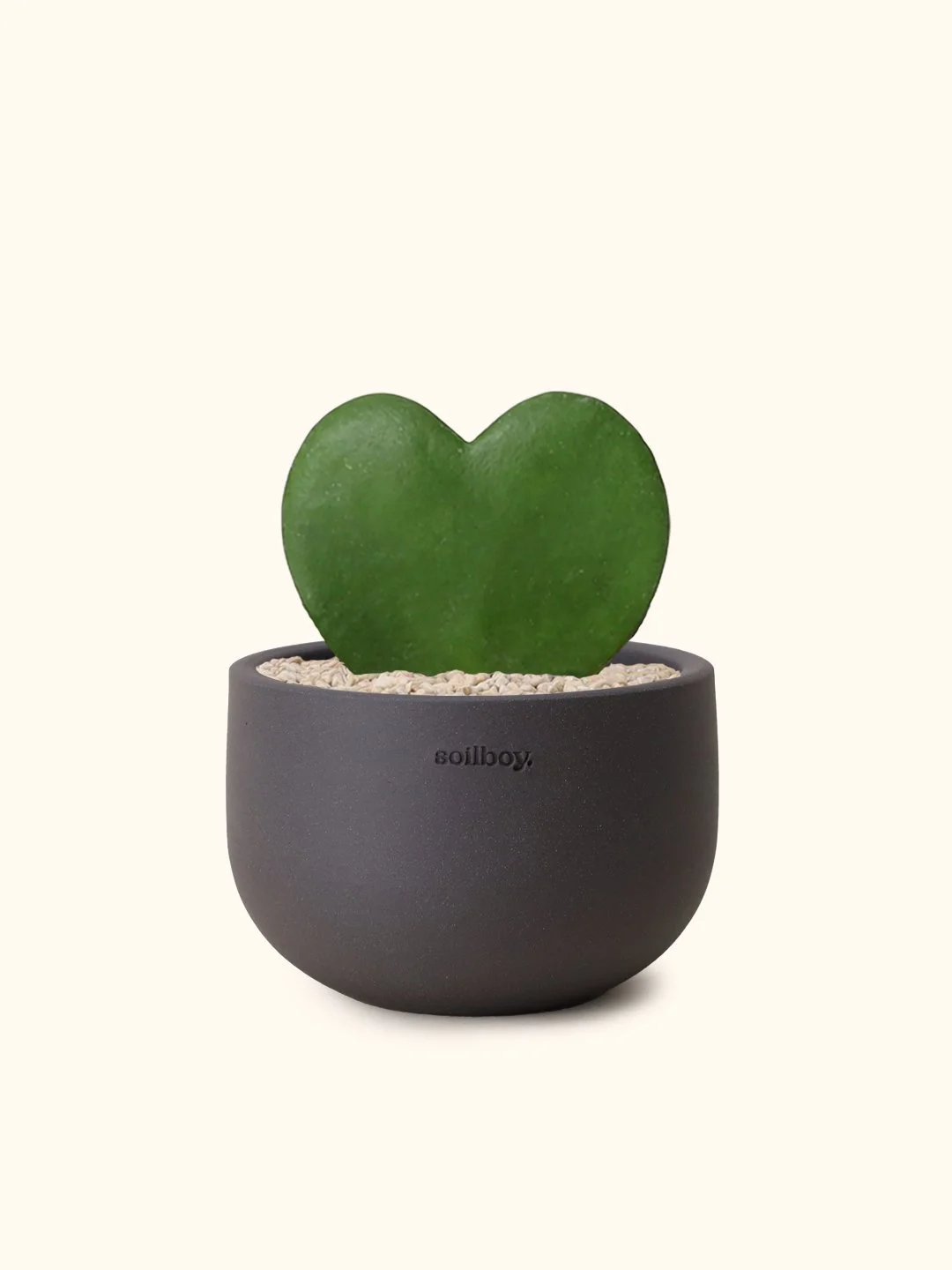 Shop our new plant collection now — Soilboy