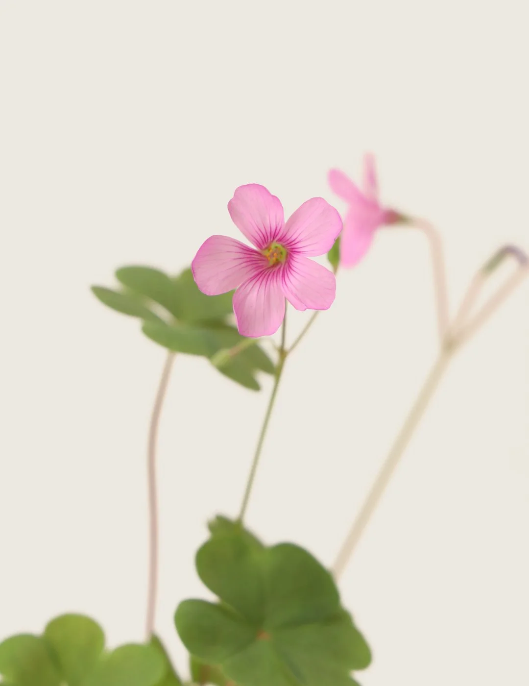 Shop our new plant collection now — Soilboy