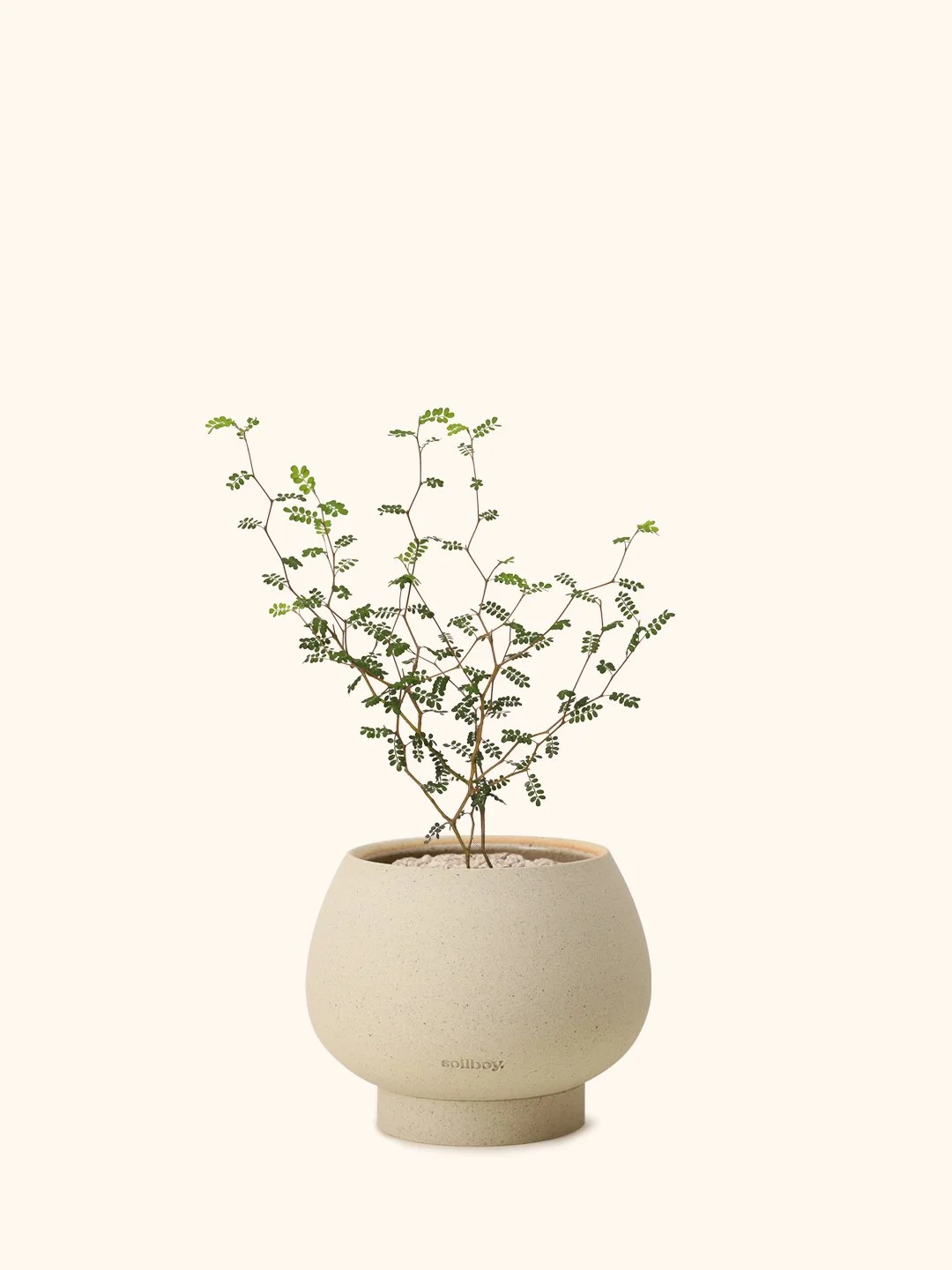 Shop our new plant collection now — Soilboy