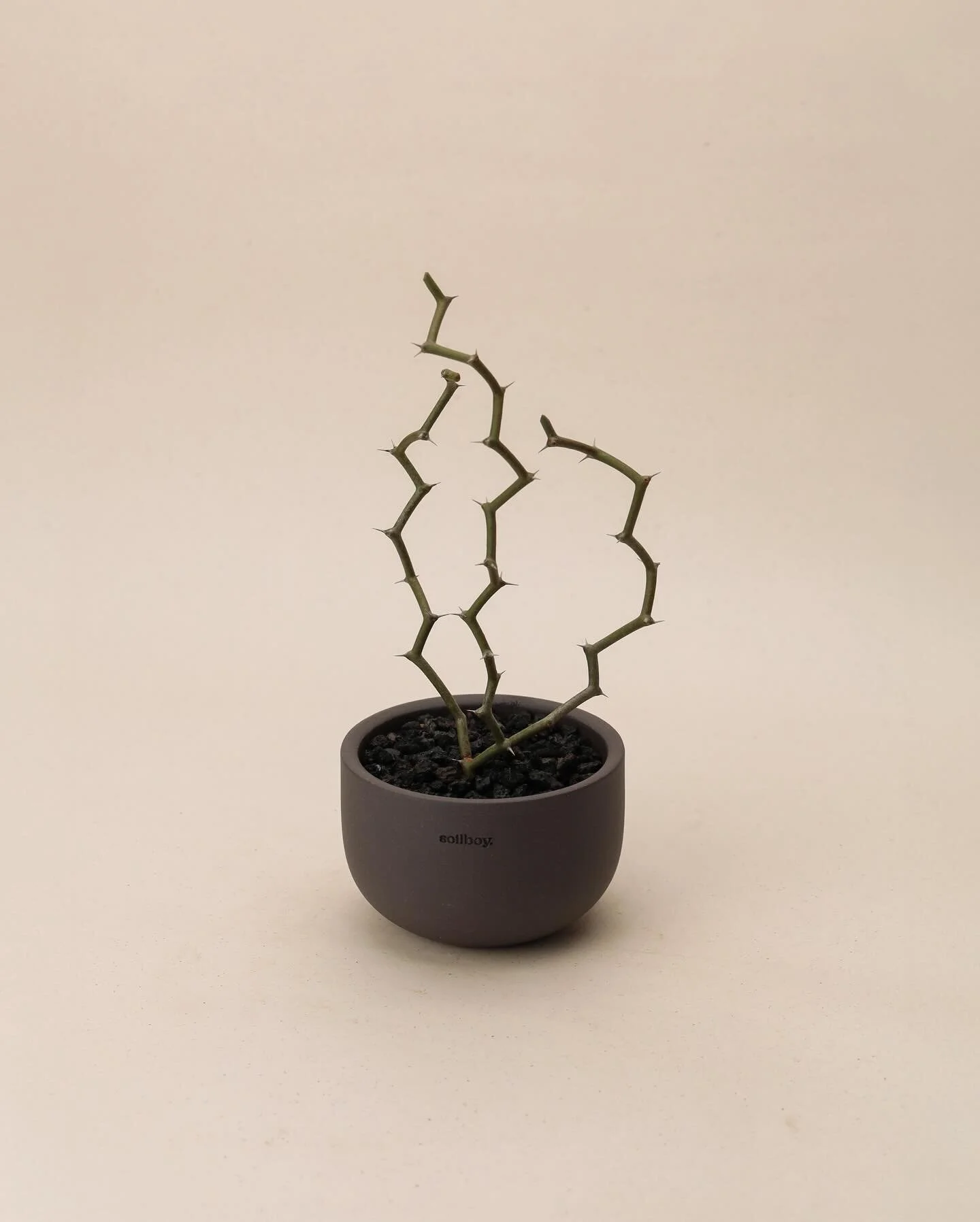 Soilboy