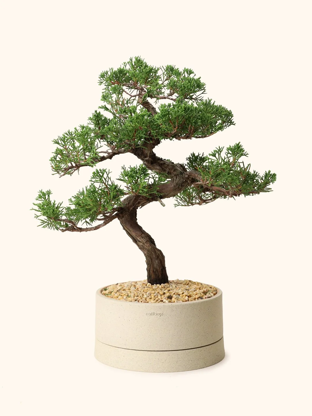 Hinoki Bonsai — Soilboy