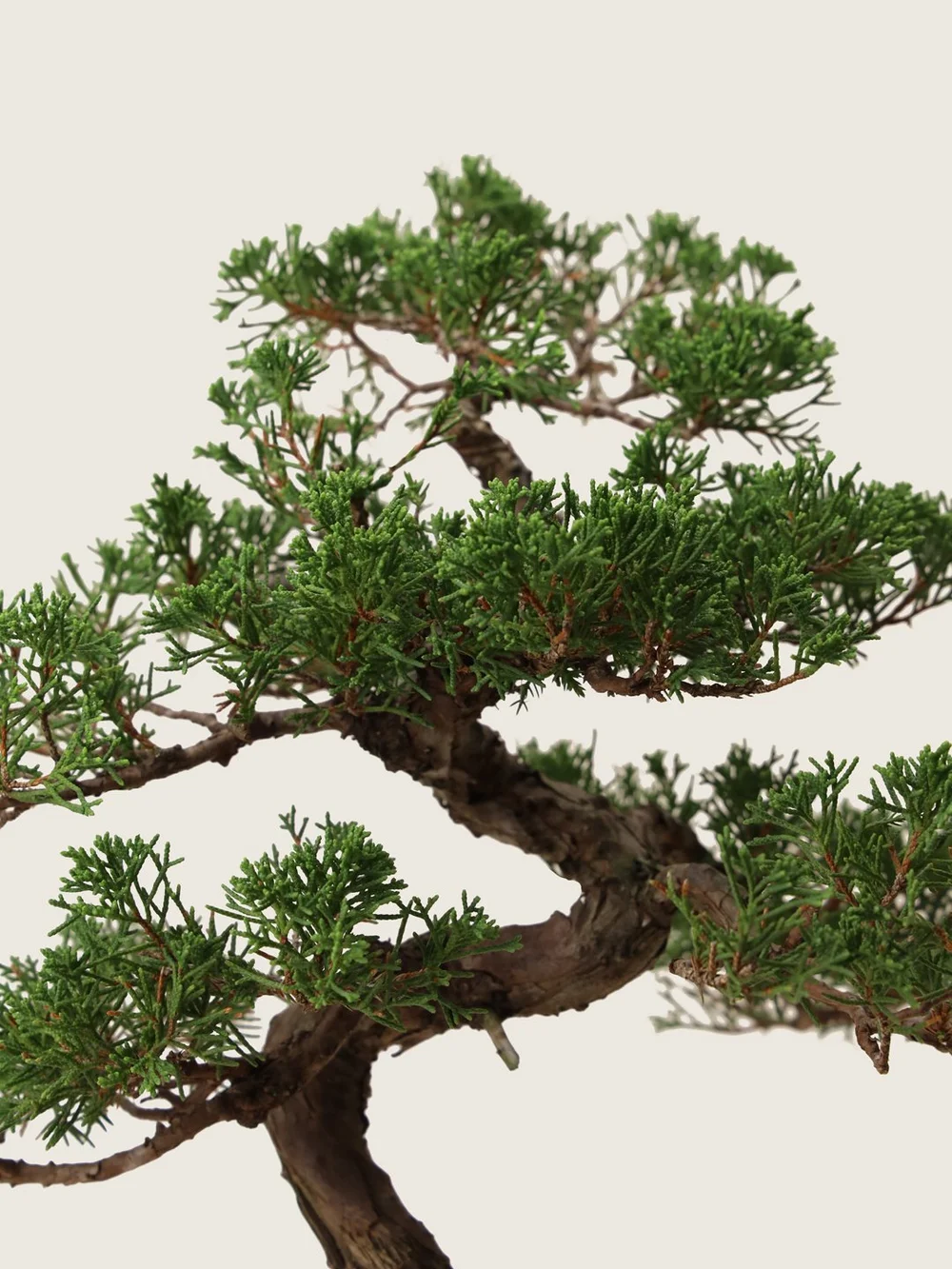 Juniper Bonsai 5 Tiers — Soilboy