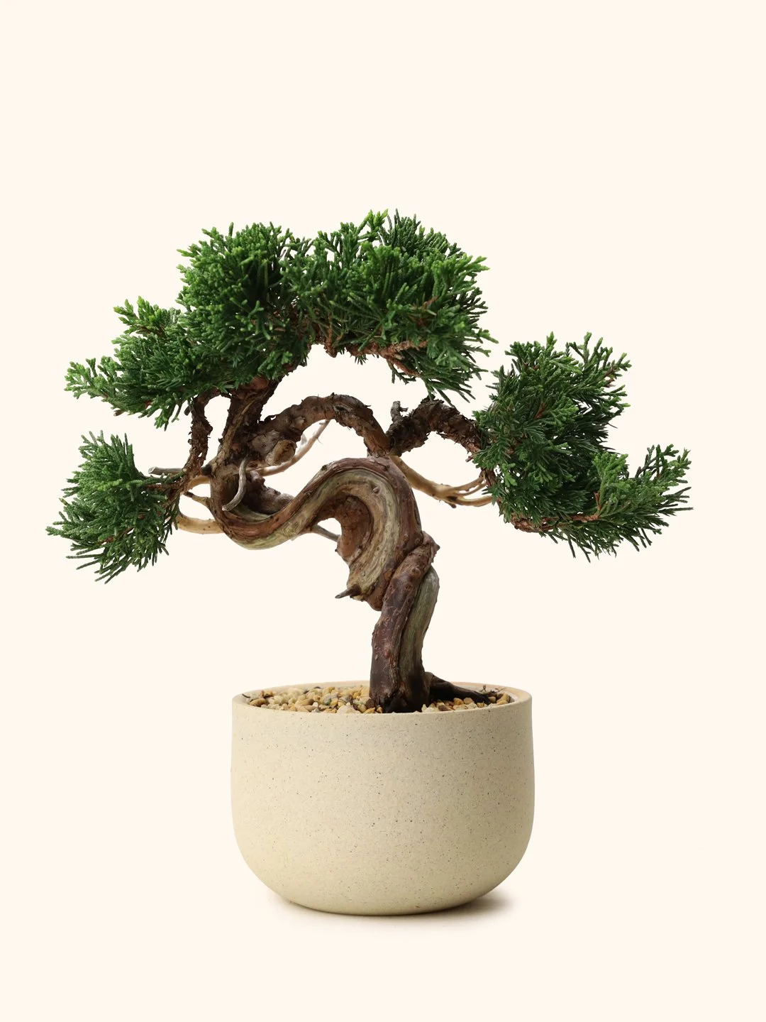 Juniper Chinensis Moyogi Bonsai — Soilboy