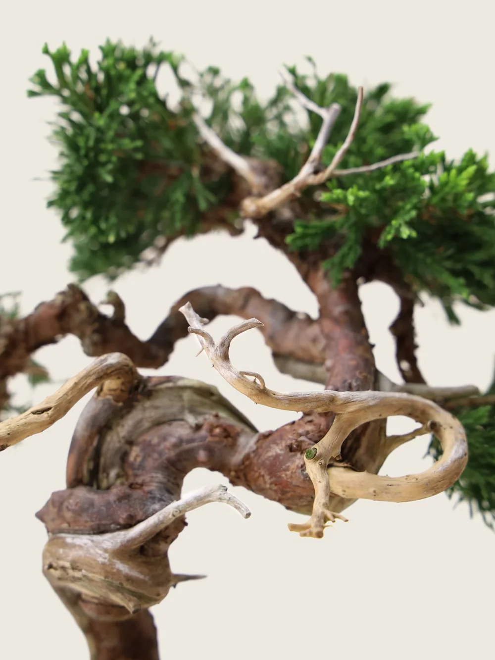 Juniper Chinensis Moyogi Bonsai — Soilboy