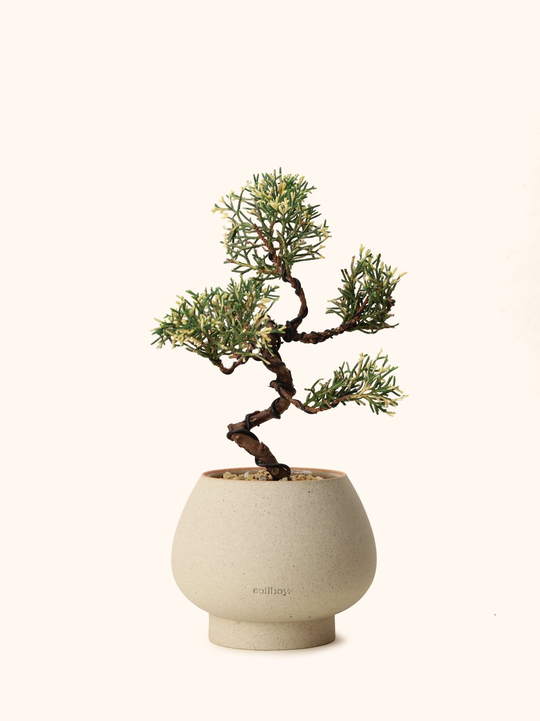 Hinoki Bonsai — Soilboy