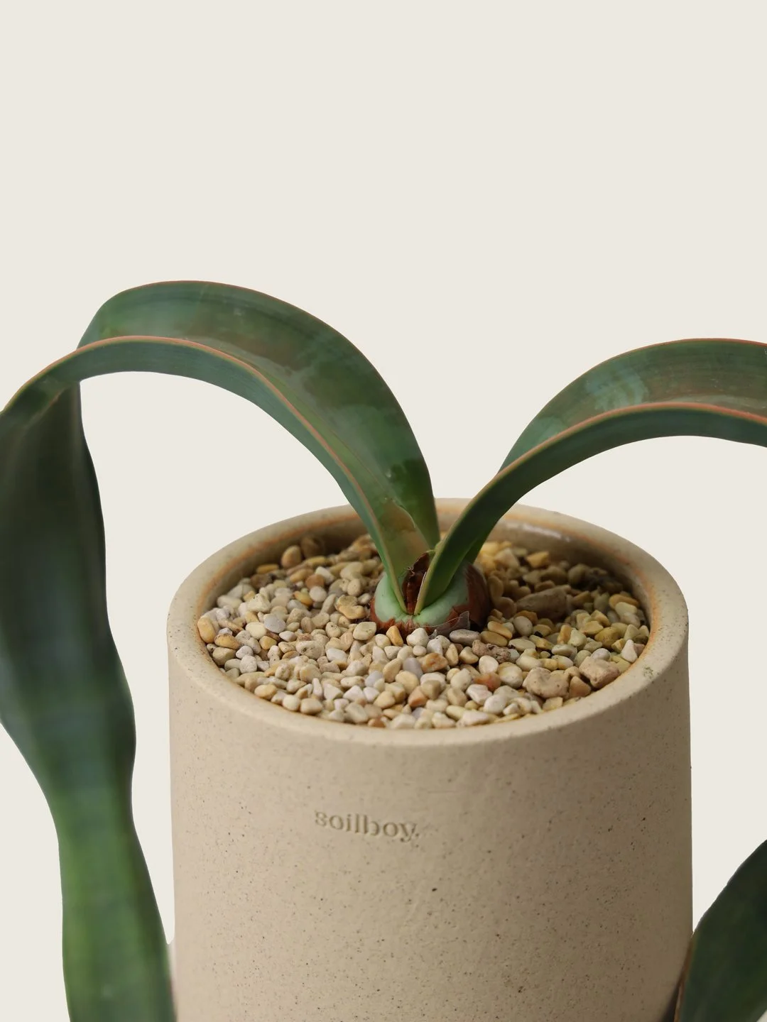 Stephania Erecta — Soilboy