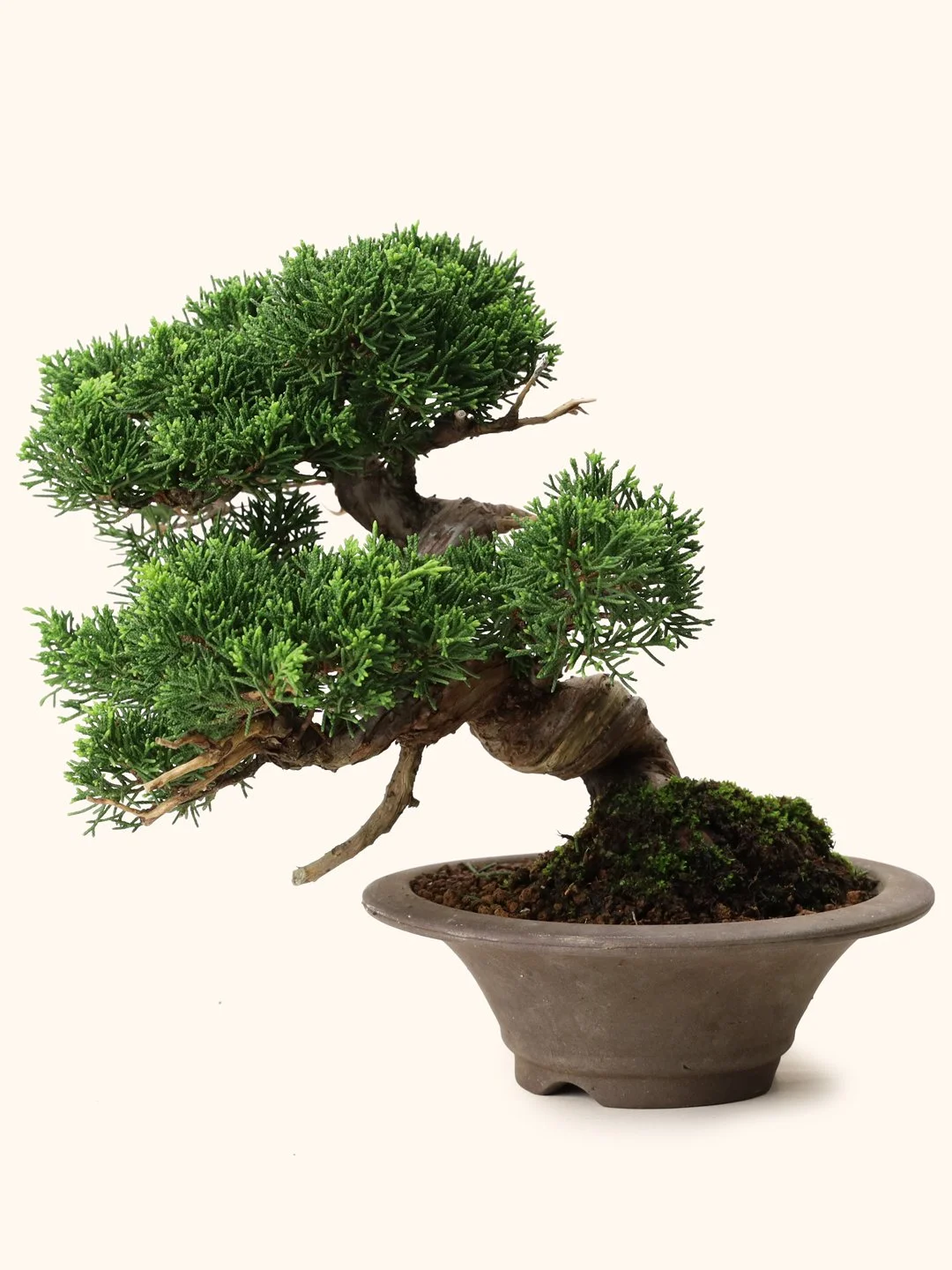 Feroniella Bonsai — Soilboy