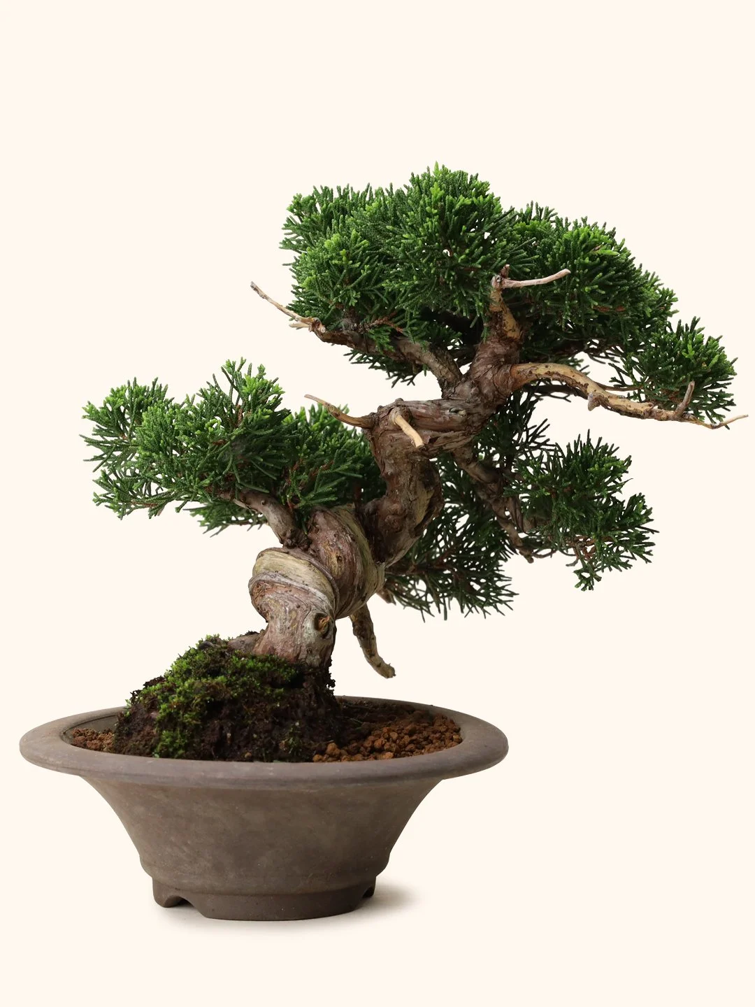 Feroniella Bonsai — Soilboy