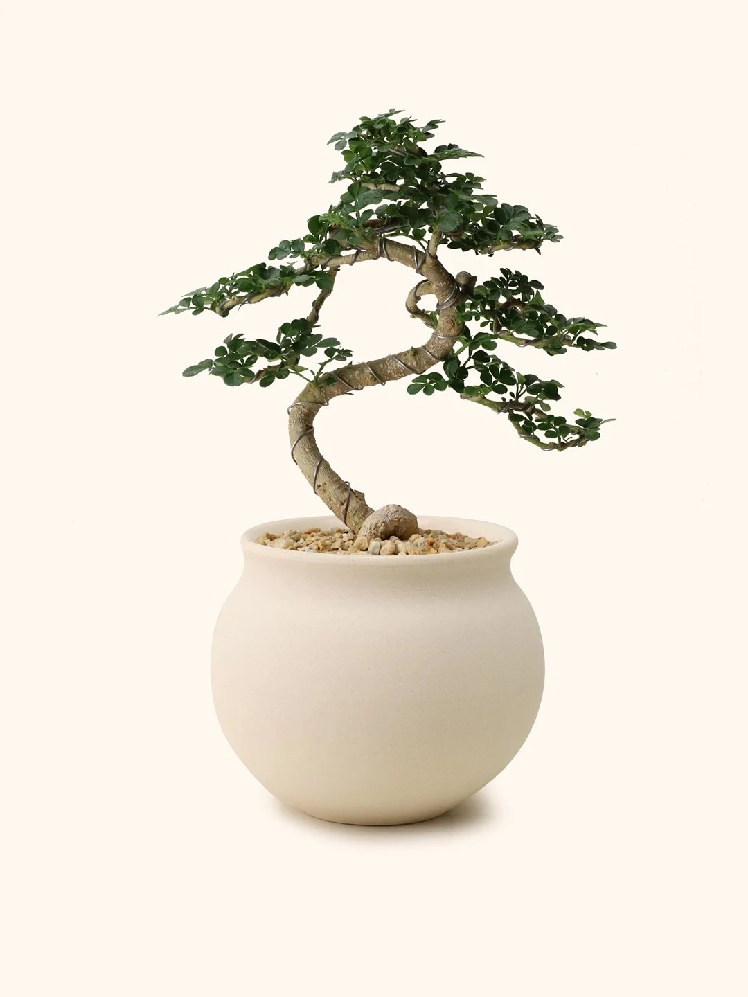 Shop our new plant collection now — Soilboy
