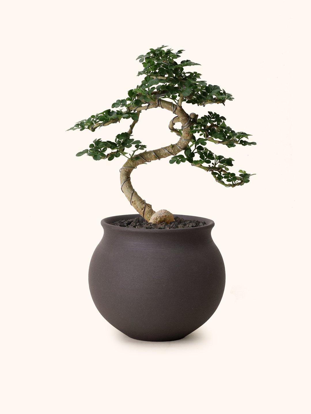 Shop our new plant collection now — Soilboy