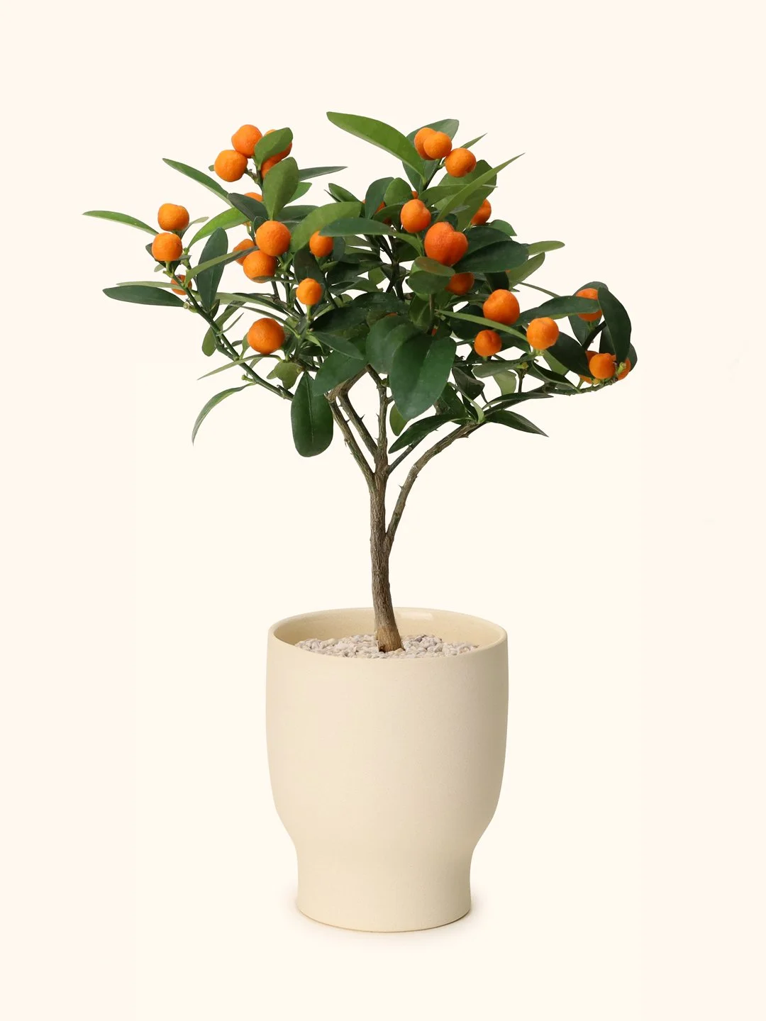 Mini Citrus Tree — Soilboy