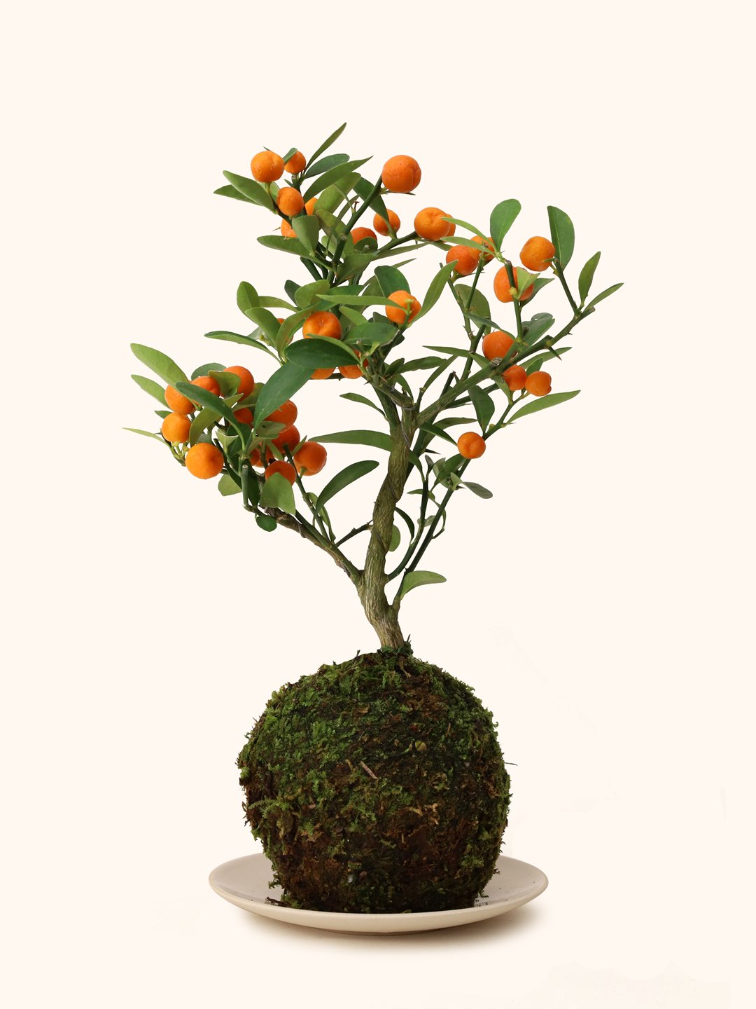 Mini Citrus Tree Kokedama — Soilboy