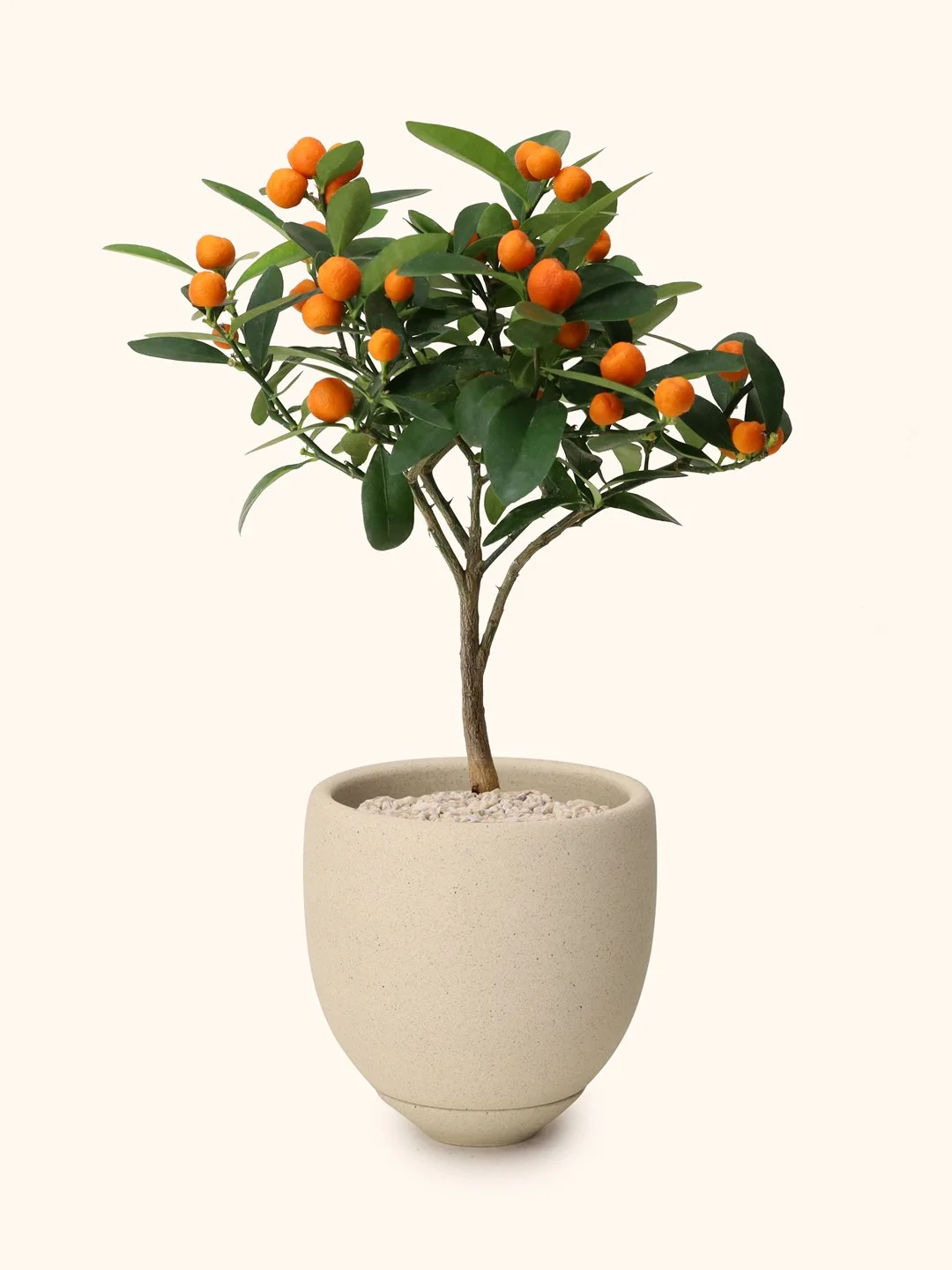 Mini Citrus Tree — Soilboy