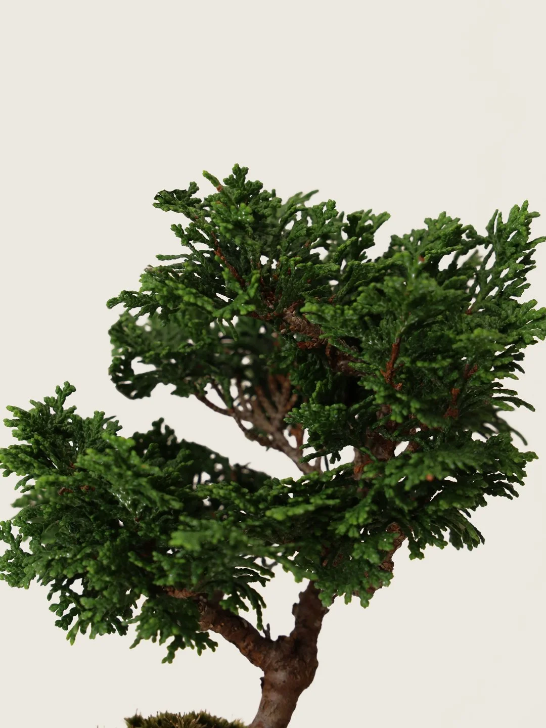 Hinoki Bonsai — Soilboy