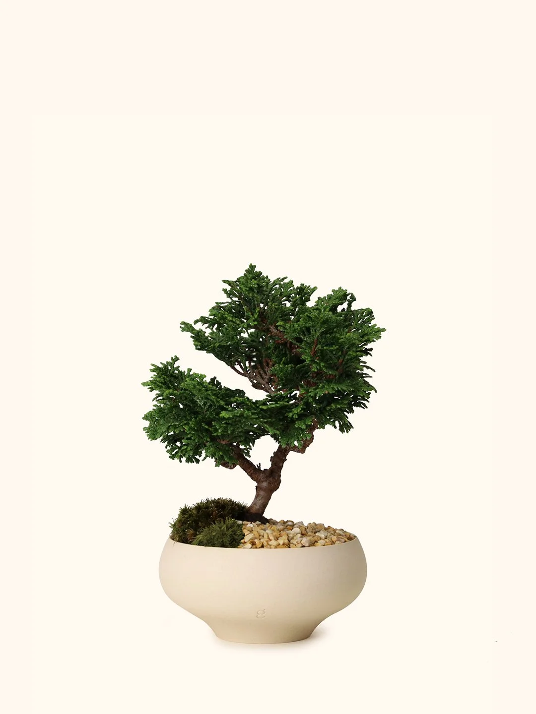 Hinoki Bonsai — Soilboy