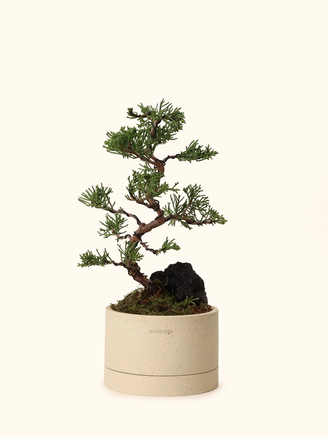 Shop our new plant collection now — Soilboy