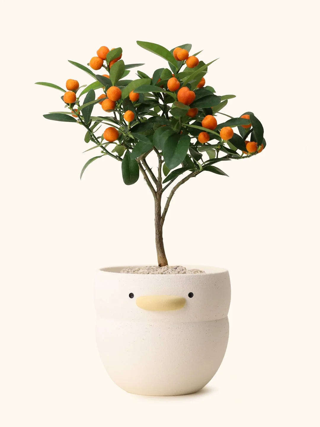 Mini Citrus Tree — Soilboy