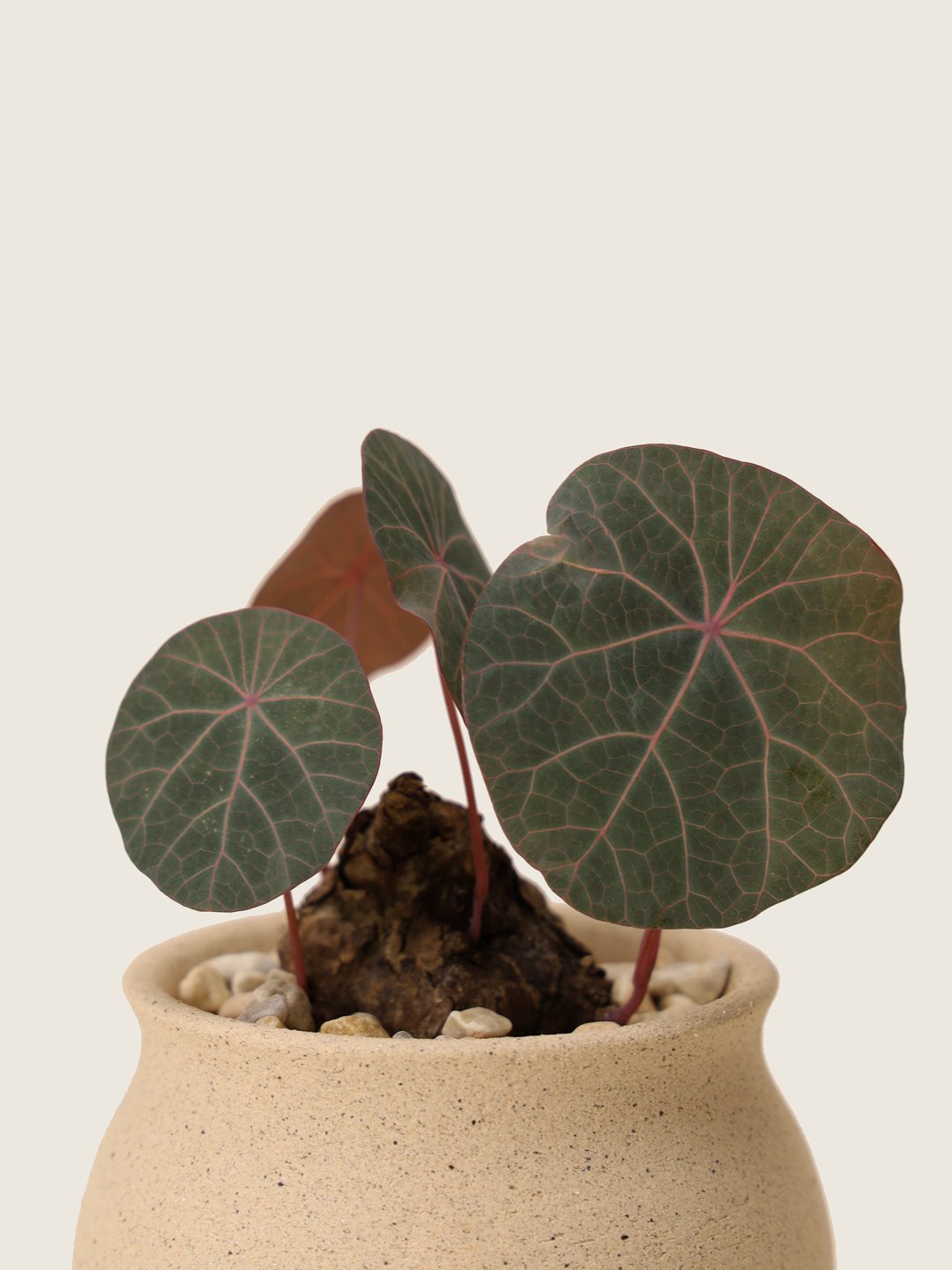 Stephania Kaweesakii 'Nova' — Soilboy