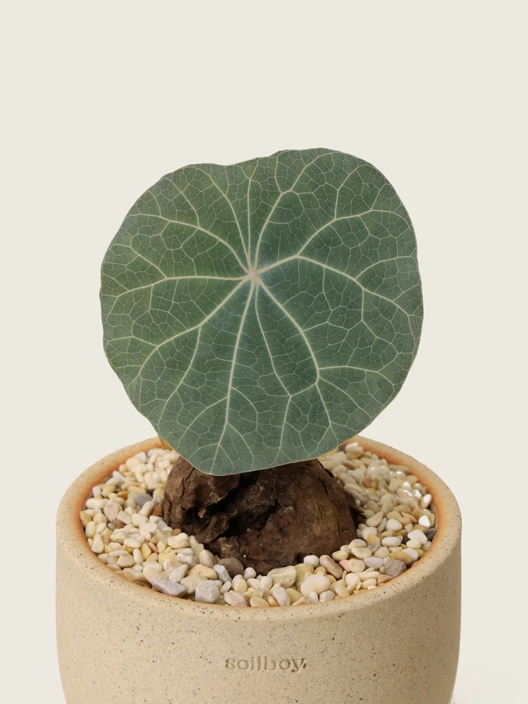 Stephania Erecta — Soilboy