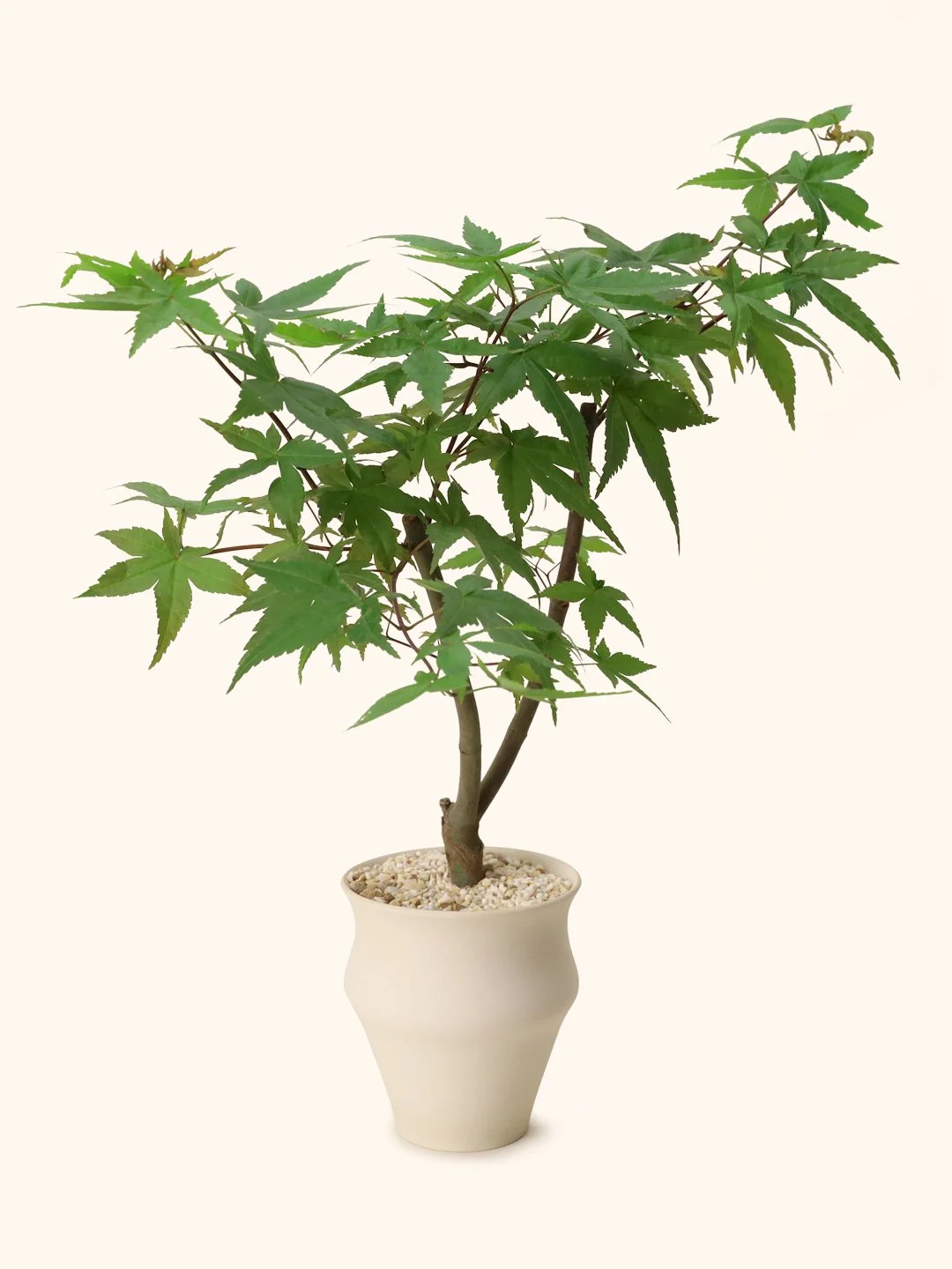 Young Japanese Juniper Shimpaku Bonsai — Soilboy