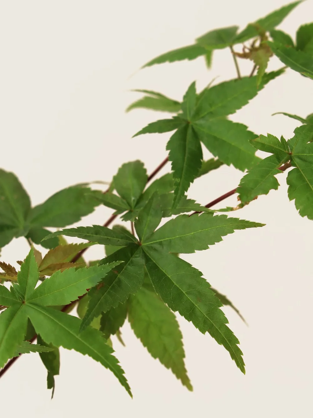 Feroniella Bonsai — Soilboy