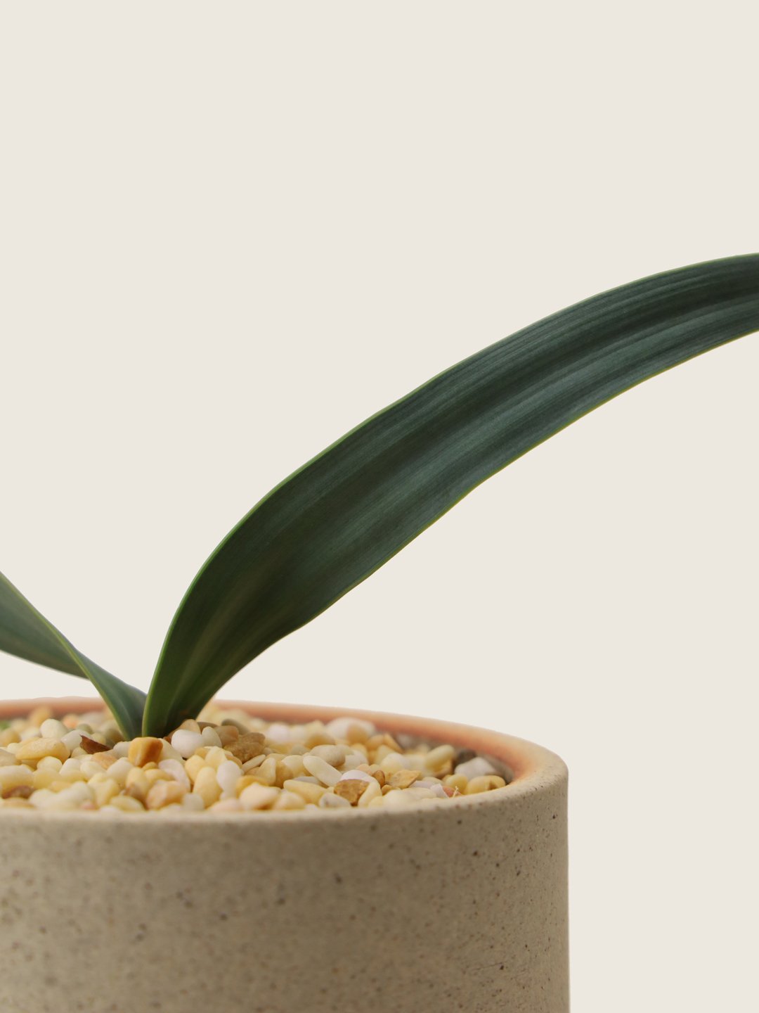 Stephania Erecta — Soilboy