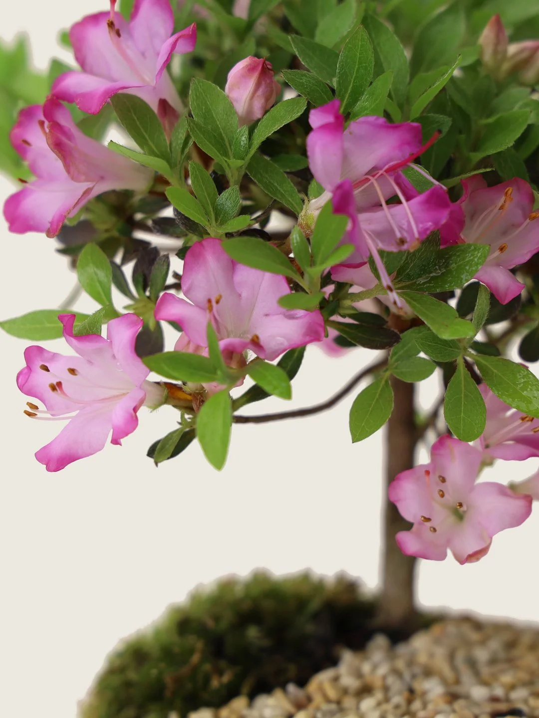 Hinoki Bonsai — Soilboy