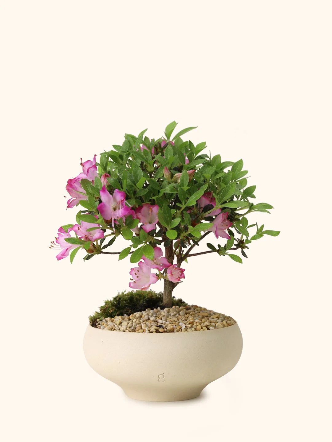Young Japanese Juniper Shimpaku Bonsai — Soilboy