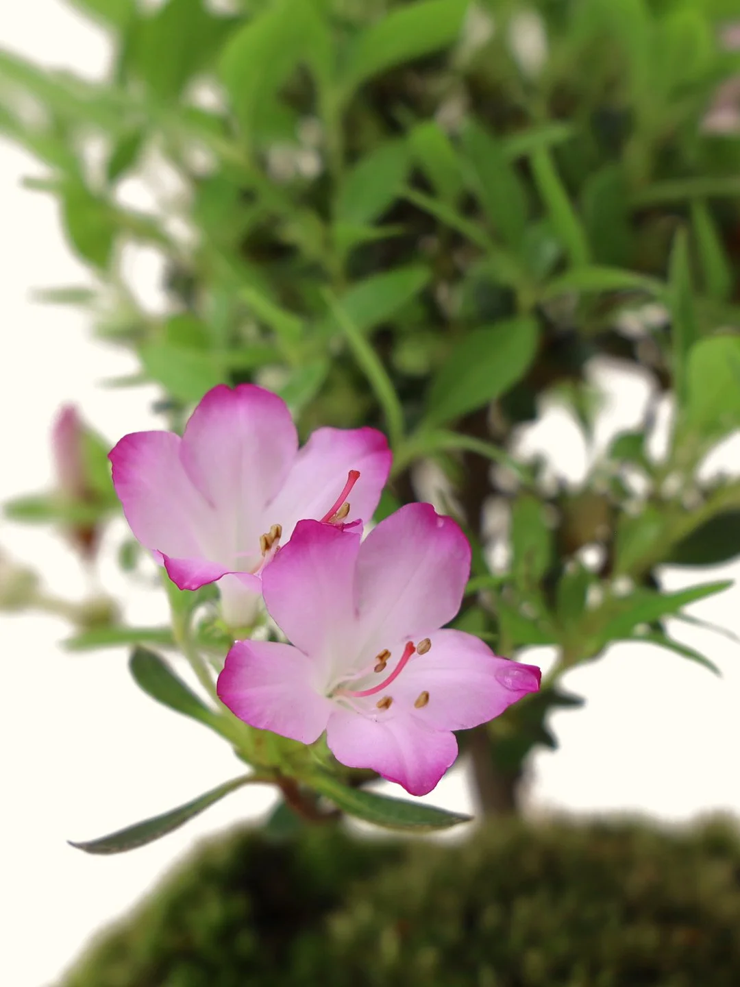 Feroniella Bonsai — Soilboy