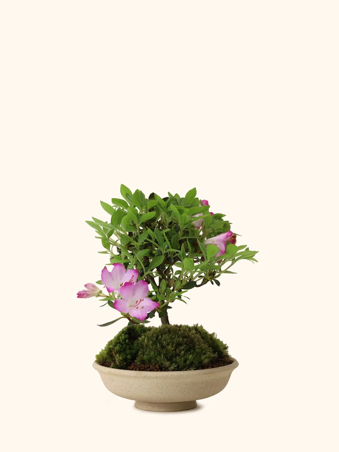 Feroniella Bonsai — Soilboy