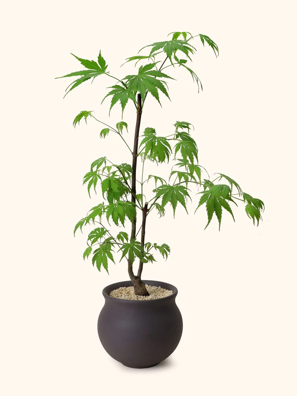 Feroniella Bonsai — Soilboy