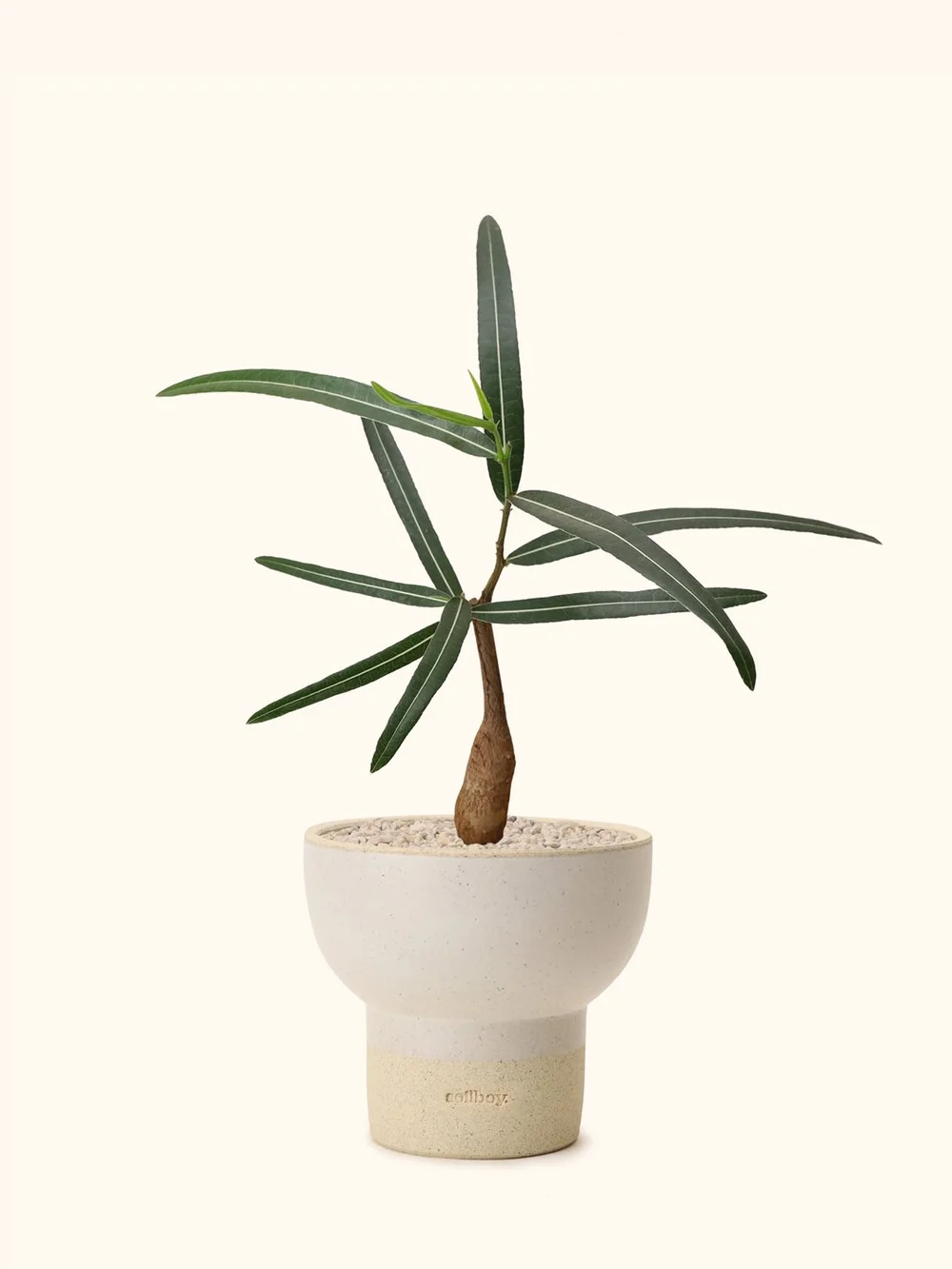 Shop our new plant collection now — Soilboy