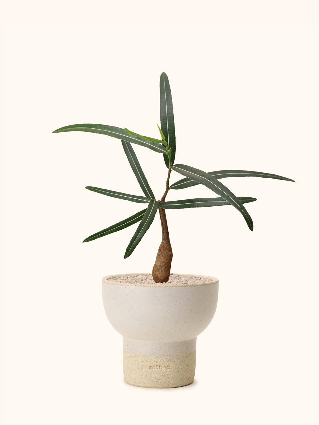 Shop our new plant collection now — Soilboy
