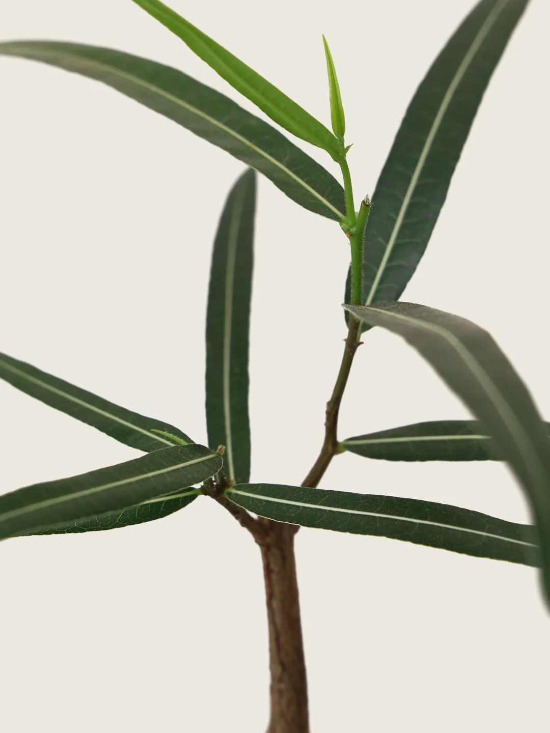 Shop our new plant collection now — Soilboy