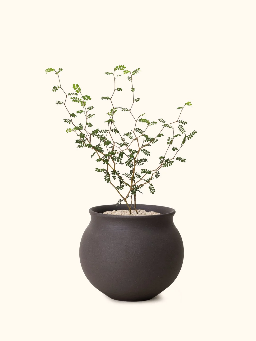 Shop our new plant collection now — Soilboy