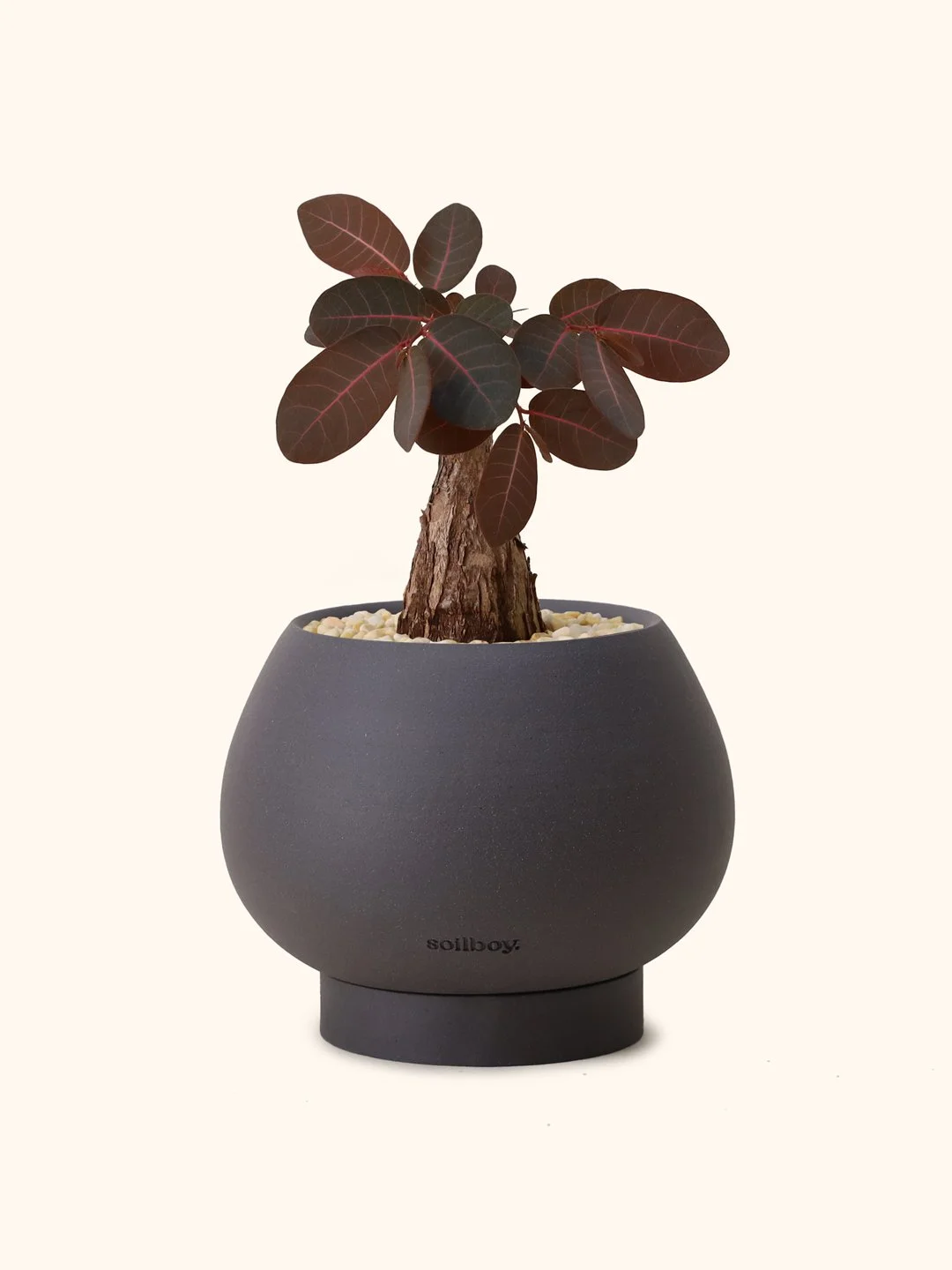 Shop our new plant collection now — Soilboy