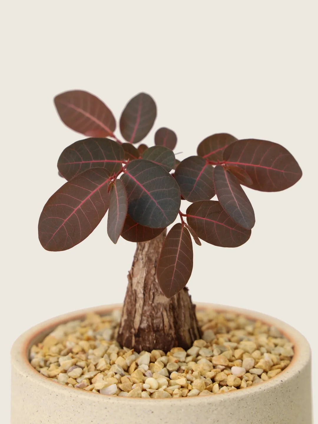Shop our new plant collection now — Soilboy