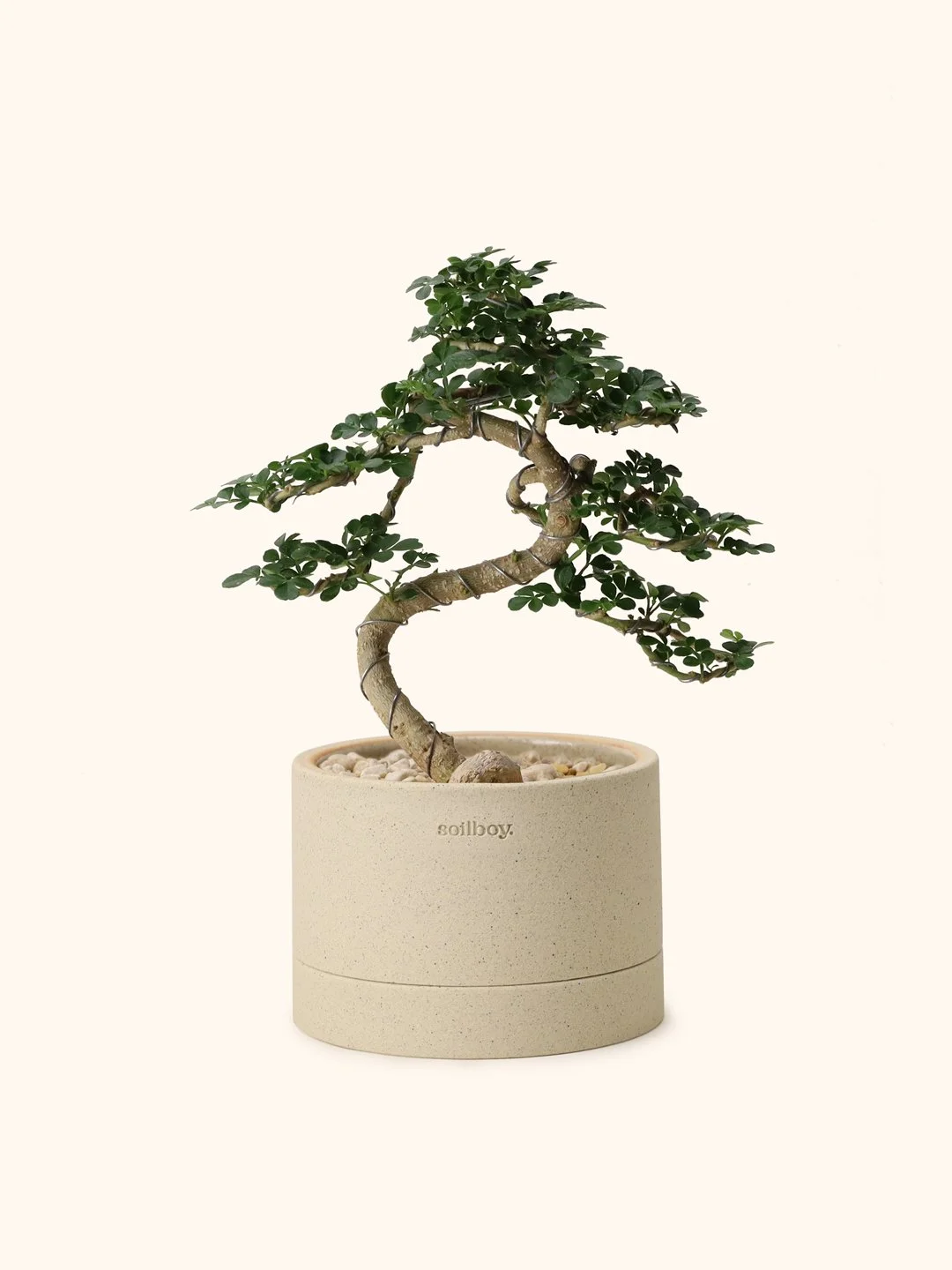 Shop our new plant collection now — Soilboy