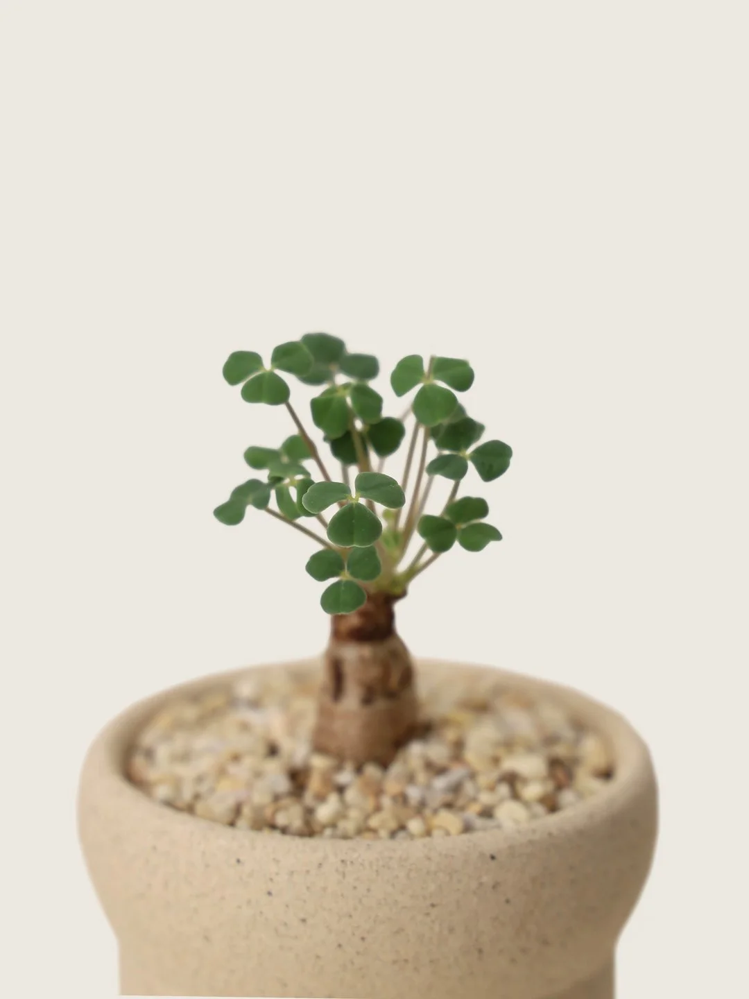 Shop our new plant collection now — Soilboy