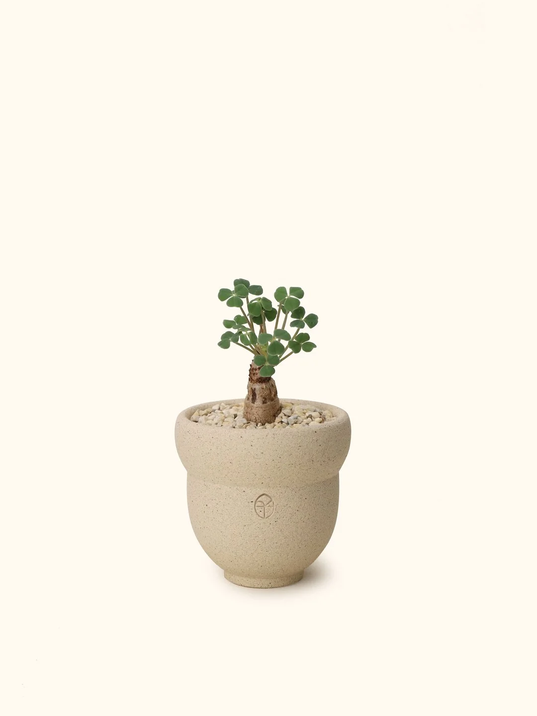 Shop our new plant collection now — Soilboy