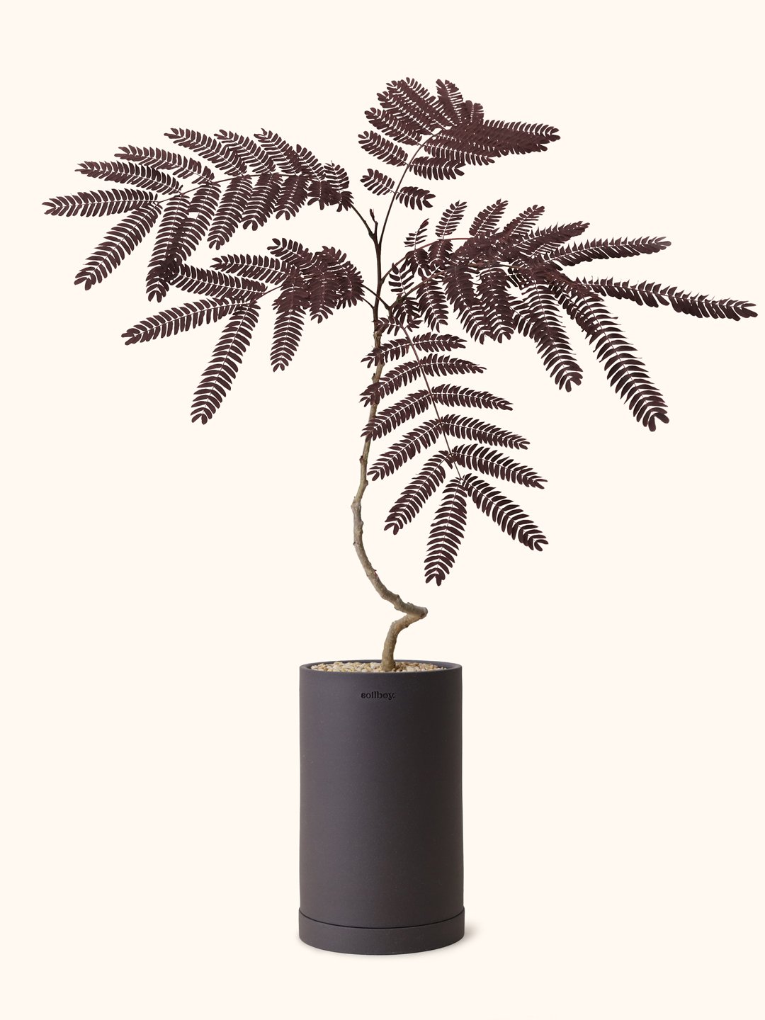 Shop our new plant collection now — Soilboy