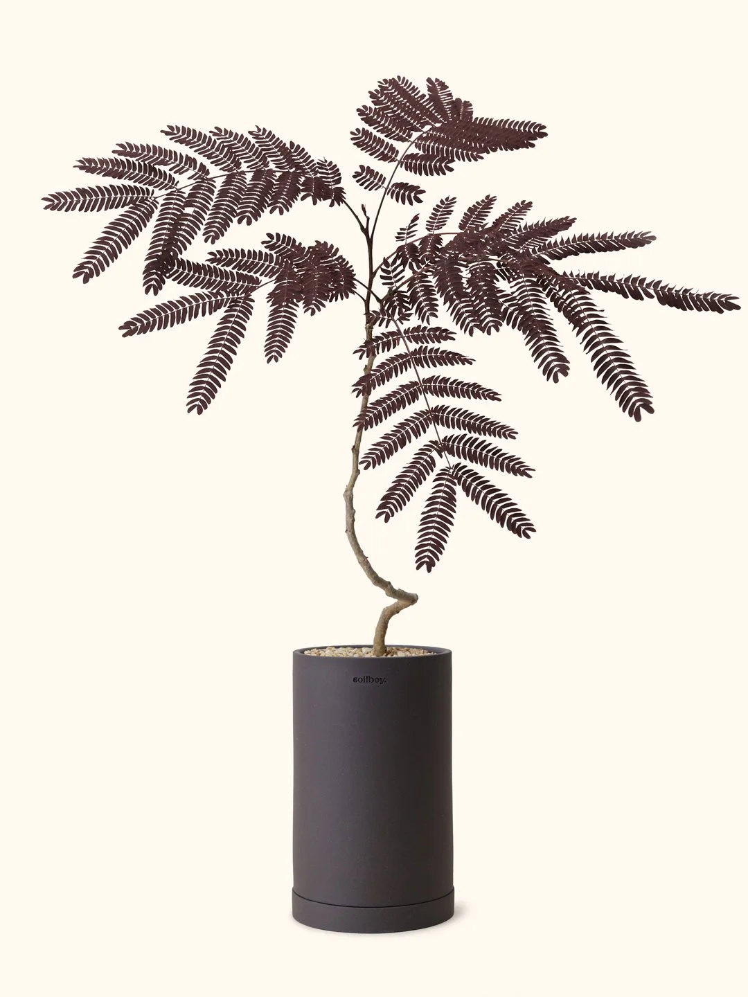 Shop our new plant collection now — Soilboy