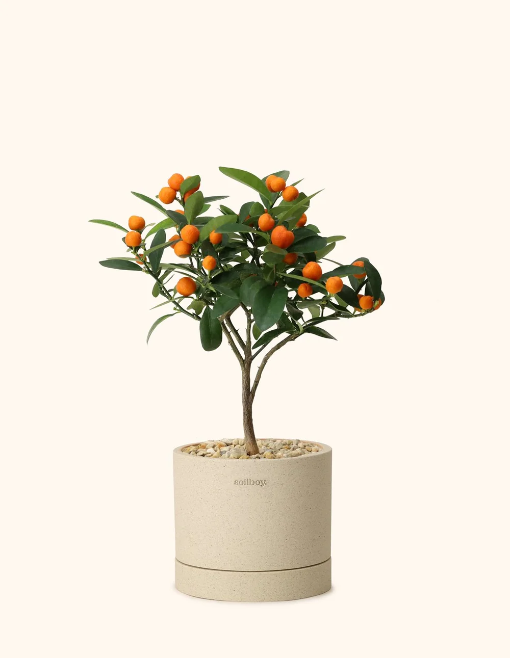 Soilboy