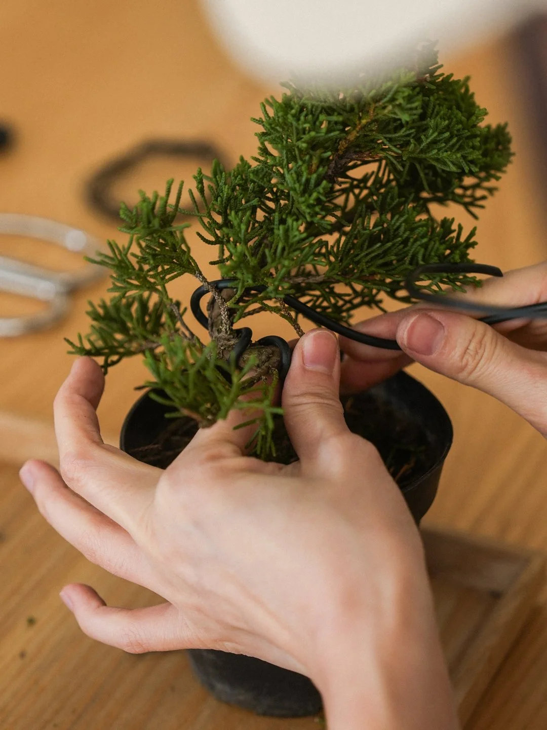 Soilboy Bonsai x All Day Matcha Club Workshop — Soilboy