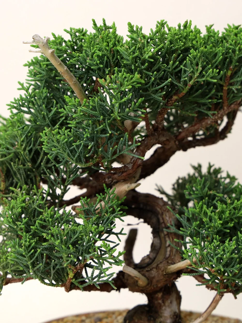 Bonsai — Shop our new plant collection now — Soilboy