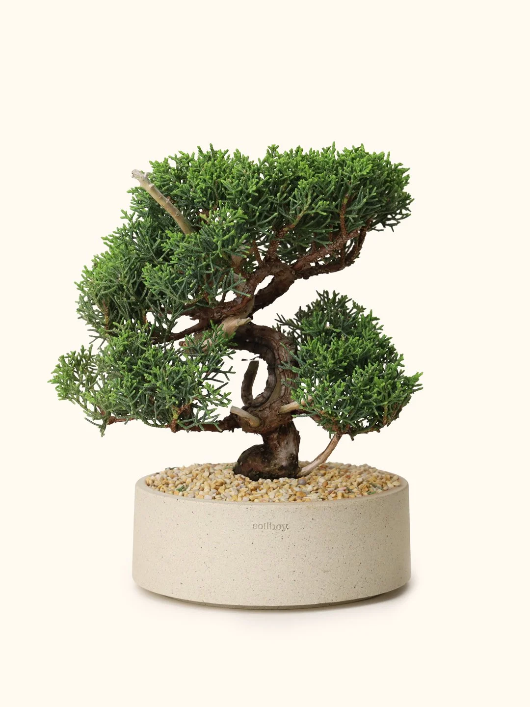 Bonsai — Shop our new plant collection now — Soilboy