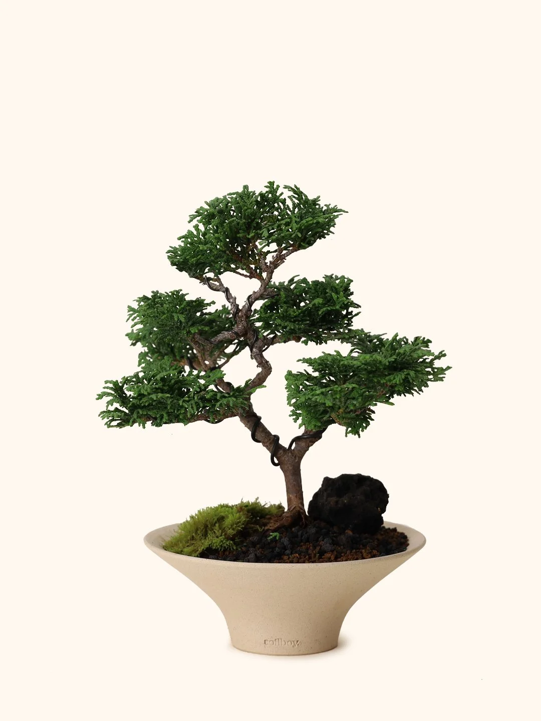 Feroniella Bonsai — Soilboy