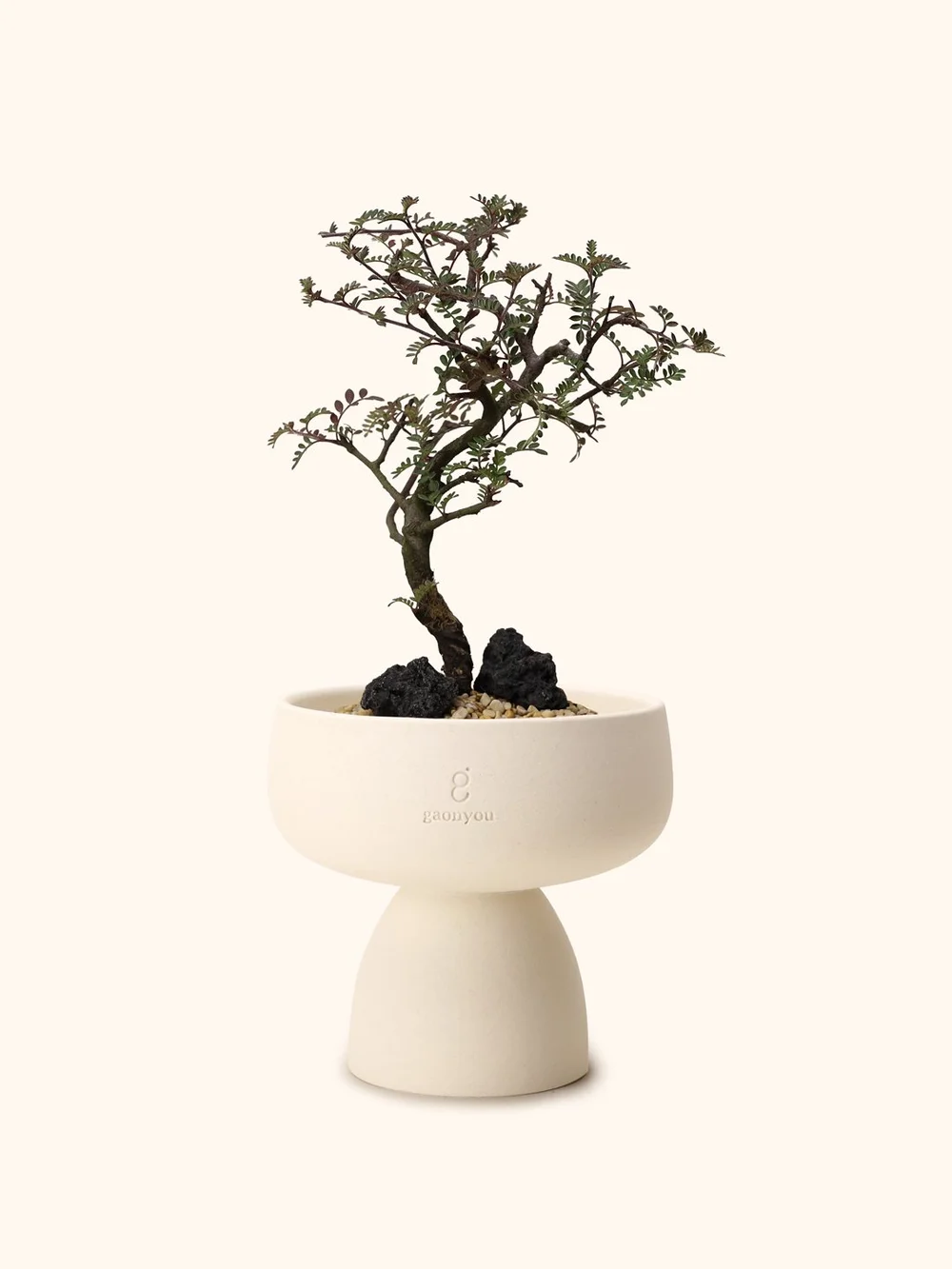 Bonsai — Shop our new plant collection now — Soilboy