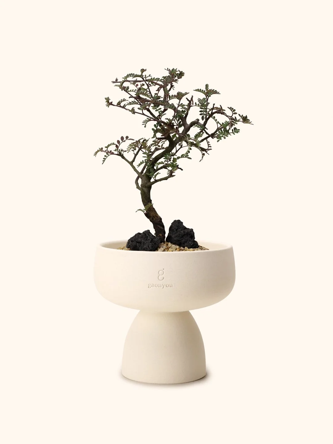 Shop our new plant collection now — Soilboy
