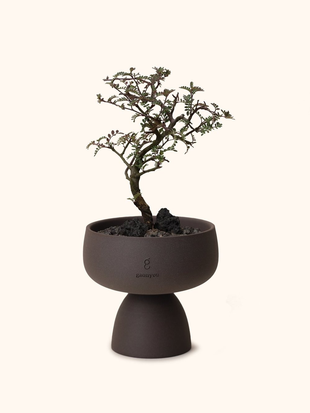Shop our new plant collection now — Soilboy